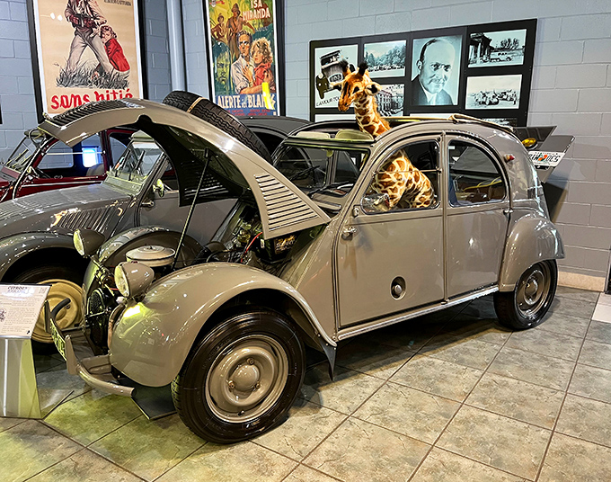 Who says museums can't be whimsical? This stuffed giraffe enjoying a vintage Citro&euml;n proves automotive history has a sense of humor.