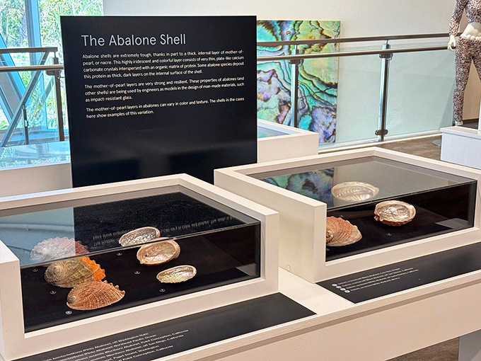 Abalone shells display their rainbow interiors like nature's own jewelry boxes &ndash; proof that sometimes the most beautiful part is what's hidden inside.