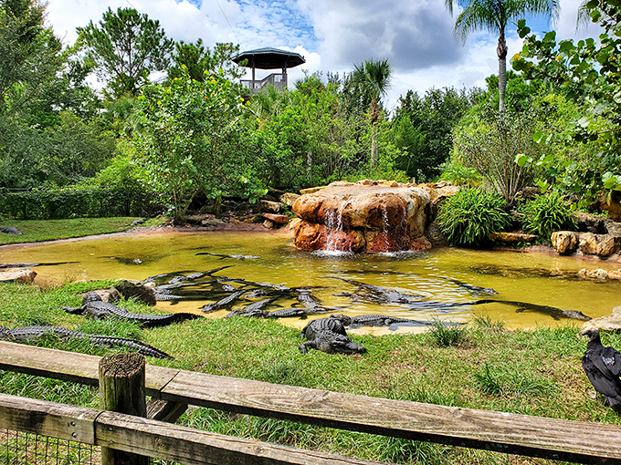 Alligators lounge in their natural habitat, demonstrating the fine art of doing absolutely nothing with prehistoric style and grace.