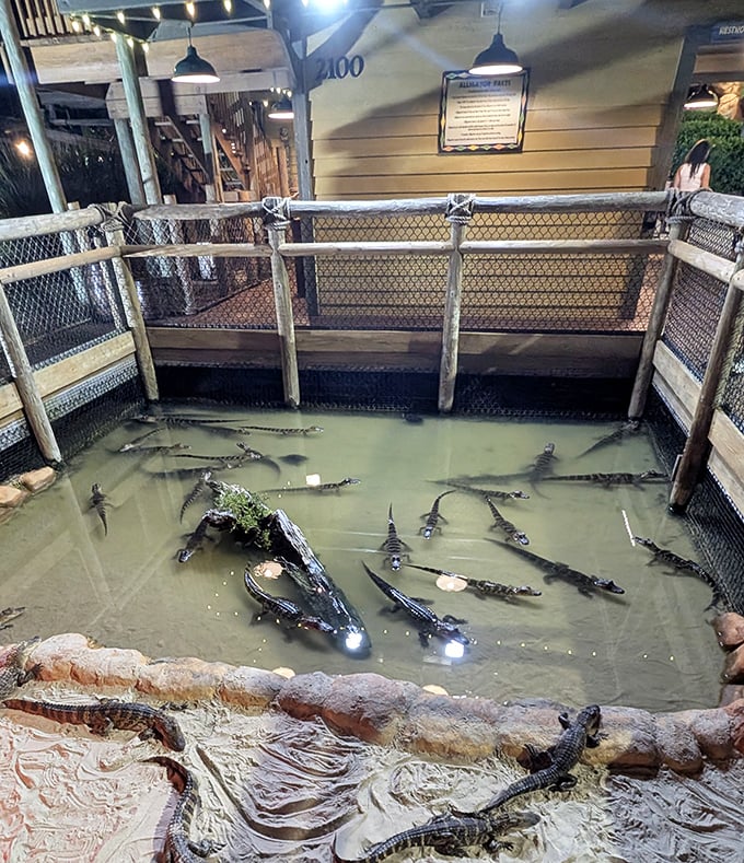 These prehistoric residents aren't just for show&mdash;they're living ambassadors from another time, lounging regally while visitors marvel at their ancient presence.