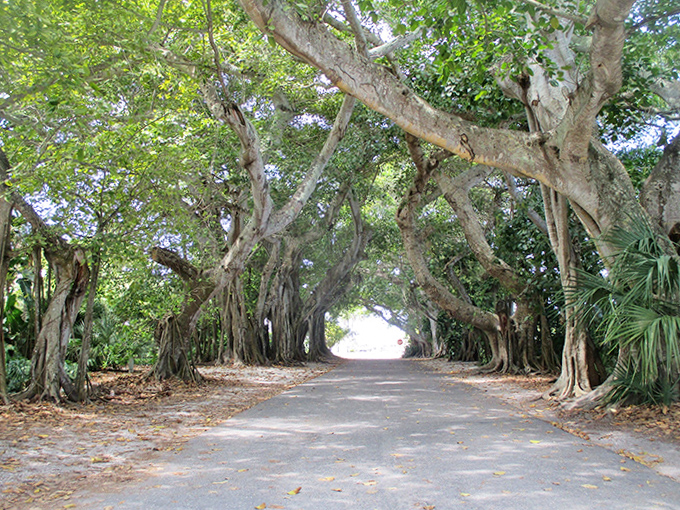 The banyan tunnel creates an enchanted passageway that makes you drive slower, not from traffic but from pure wonder.