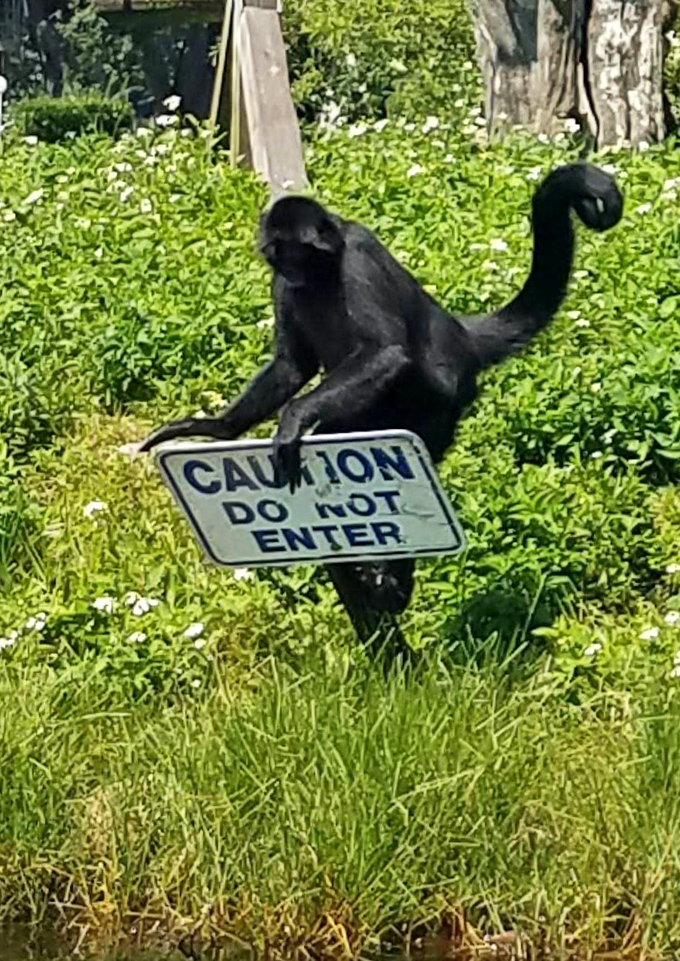 Even the wildlife respects the signage at Monkey Island – or perhaps they're just better at reading than we give them credit for.