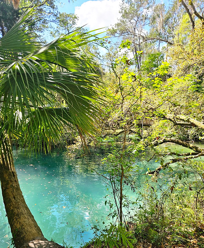 Clear spring waters reveal an underwater landscape as complex and beautiful as any mountain vista, just with more fish and fewer altitude headaches.