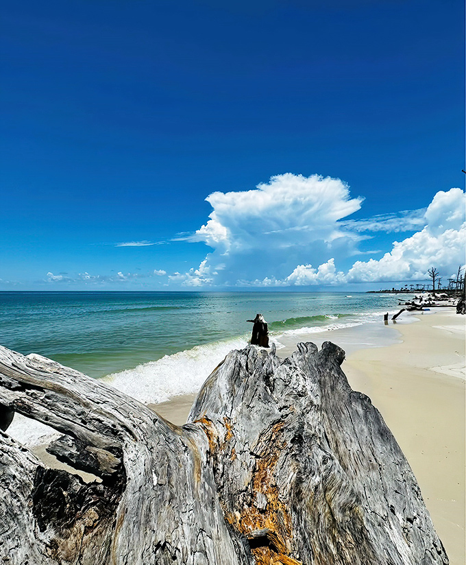 Nature's perfect composition of weathered wood, white sand, and azure waters creates a scene no landscape architect could improve upon.