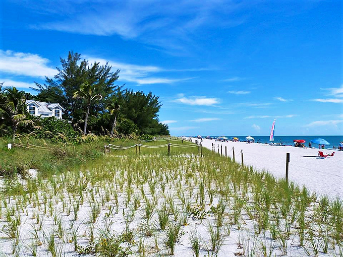 The unsung heroes of beach ecology – tough, salt-tolerant plants anchoring the island against wind, waves, and hurricanes.
