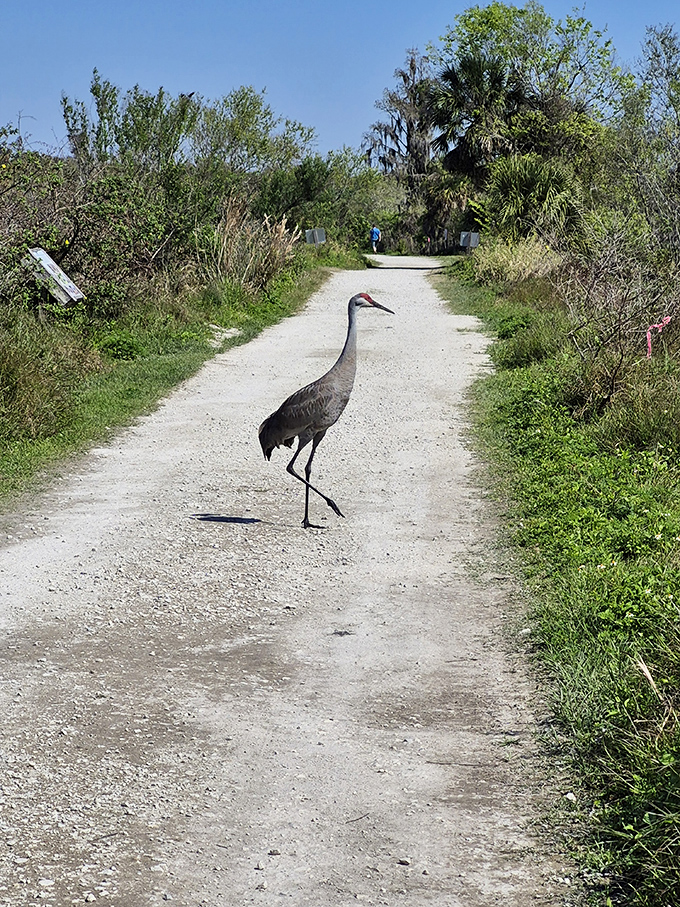 "This is MY trail!" A sandhill crane strikes a pose, seemingly directing traffic on one of Circle B's popular pathways.