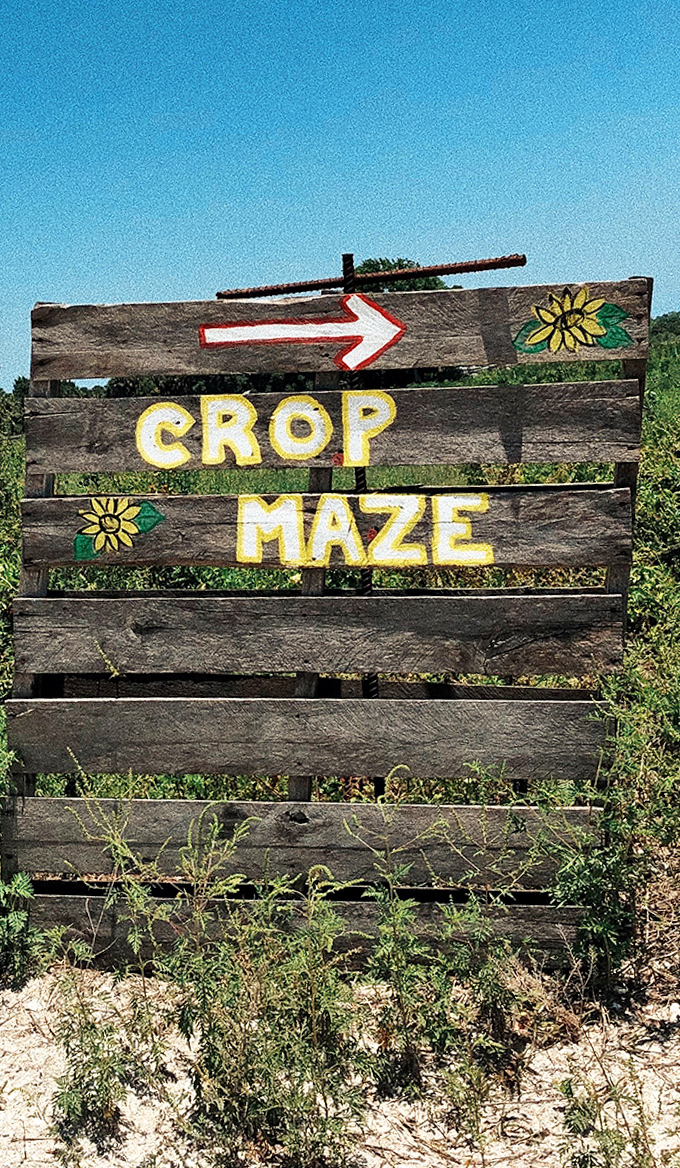 A weathered wooden sign points the way to floral adventures, its hand-painted letters and sunflower motif promising authentic farm experiences ahead.