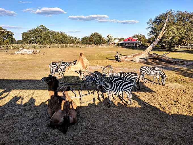 Zebras and camels share a peaceful moment in the Florida sunshine, their contrasting silhouettes creating a safari scene worthy of a postcard.