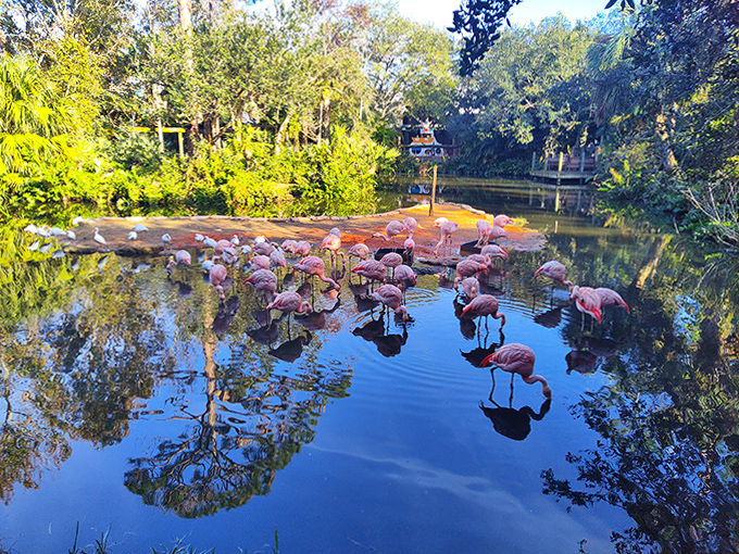 Nature's pink parade – flamingos create living art against the reflective waters, their elegant forms mirrored in perfect symmetry.