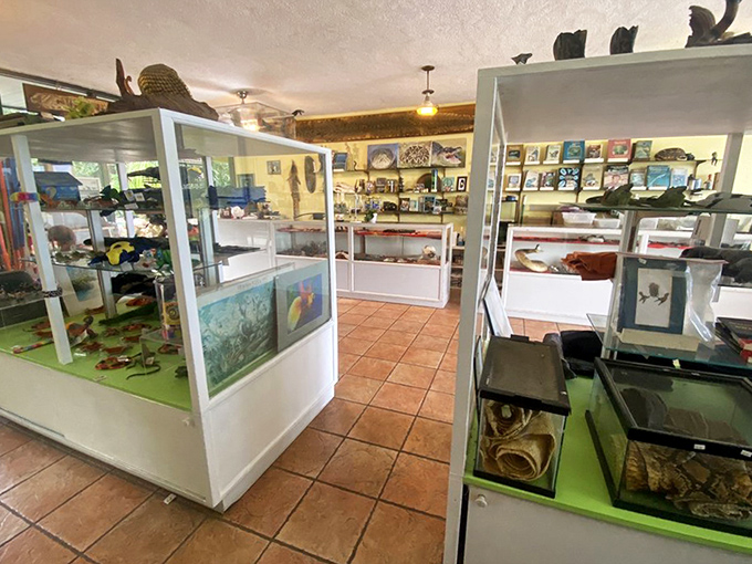 The interior showcases educational displays alongside scaly residents, turning nightmare fuel into fascinating science lessons for visitors of all ages.