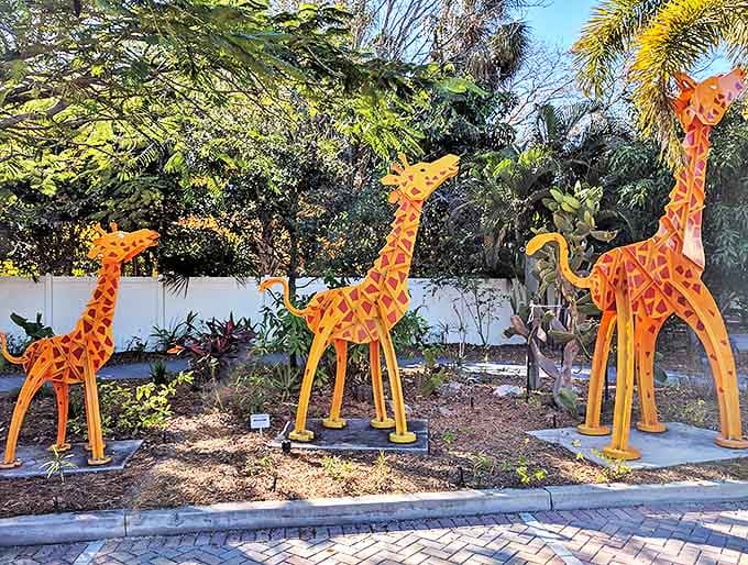 A family of bright orange giraffes stands in formation like they're posing for a very unusual family portrait, looking as surprised to find themselves in Sarasota as visitors might be.