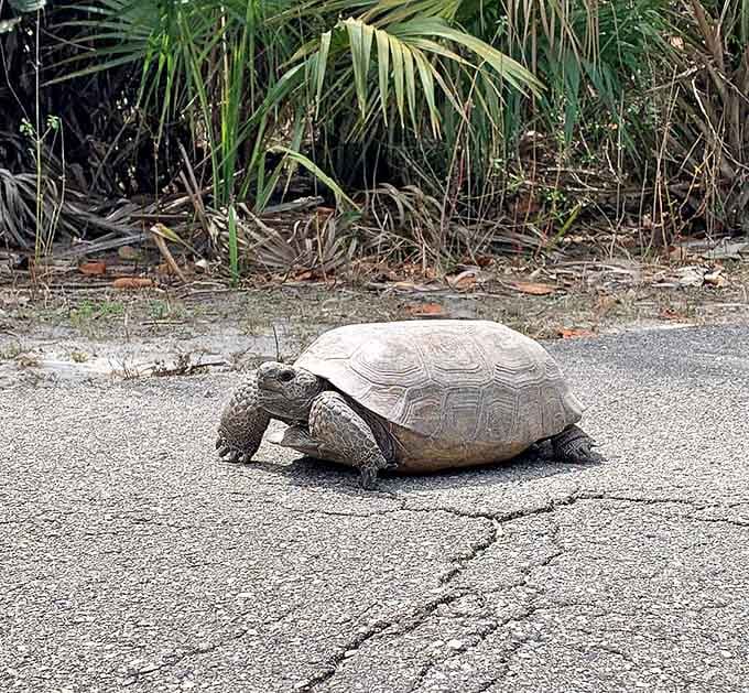 I live here, you're just visiting &ndash; this gopher tortoise has the confident strut of someone who knows they're home.