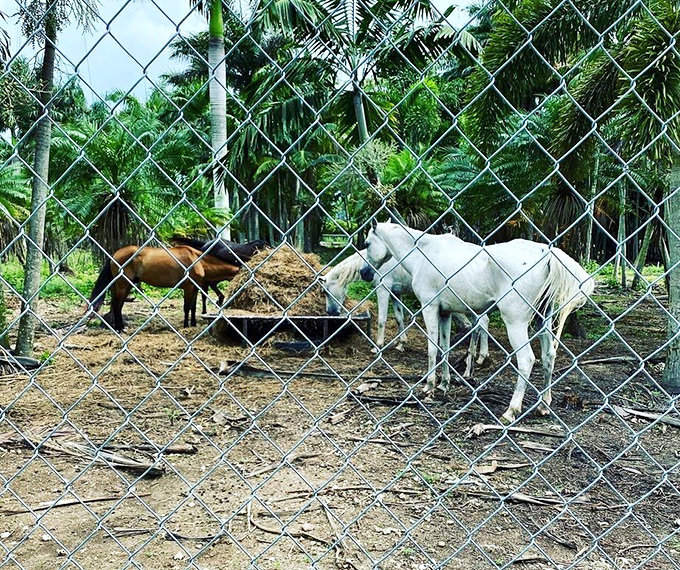 The farm's horses add to the surreal charm of finding these majestic creatures amid a tropical paradise. Mr. Ed would be jealous.