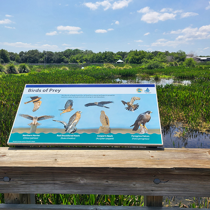 Nature's educational billboard offers fascinating wetland facts, though most visitors are too busy spotting alligators to become wetland experts.