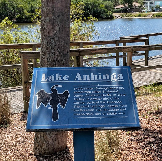 Meet the park's namesake &ndash; this informational sign explains the anhinga's snake-like swimming style that earned it the nickname "devil bird."