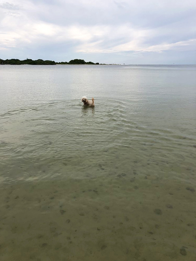 Solitude and serenity &ndash; a lone pup enjoys a peaceful moment in the gentle waters, creating ripples that match the clouds above.