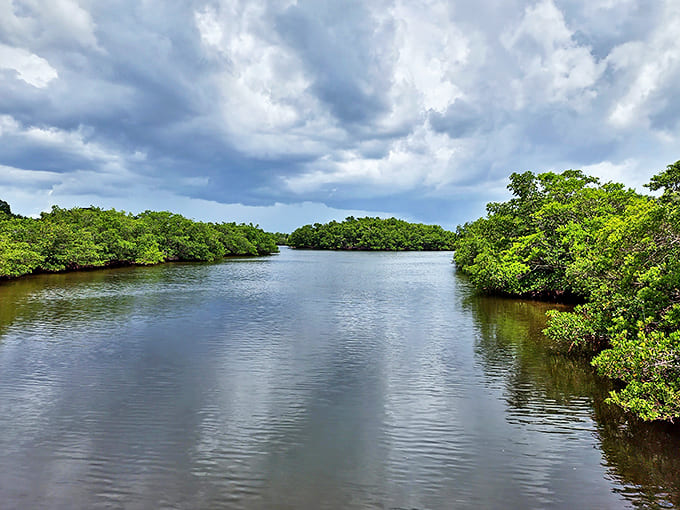 Mangrove-lined waterways create nature's perfect mirror, reflecting both sky and the serenity of untouched Florida.