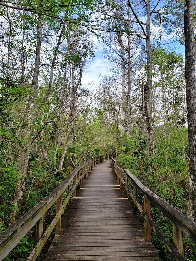 Near Fakahatchee Strand Preserve, similar canopy experiences await, where cypress trees create their own version of this magical tunnel effect.