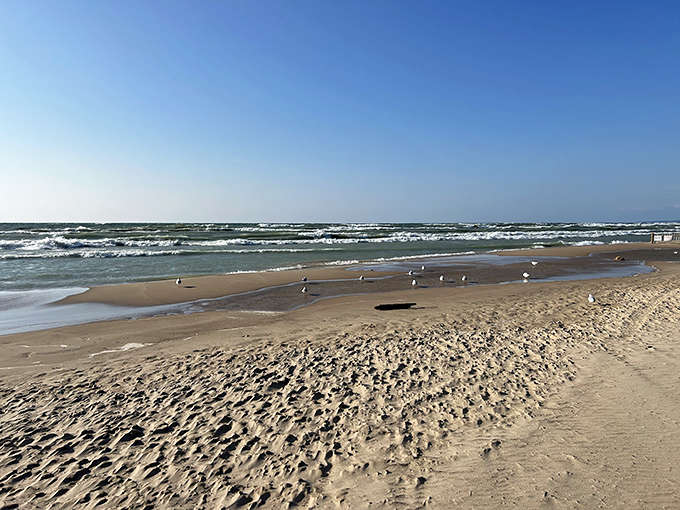 North Beach stretches endlessly, offering sand, surf, and seagulls who've perfected the art of looking innocent while plotting snack theft.