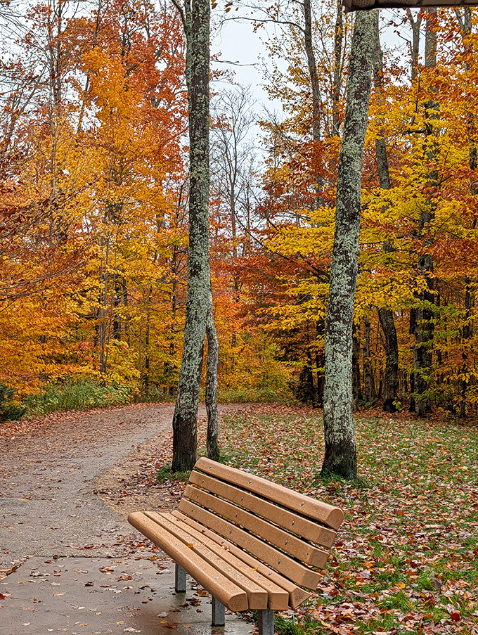 A quiet invitation to pause and reflect &ndash; this simple bench offers front-row seats to nature's ever-changing performance along the Tunnel of Trees. 