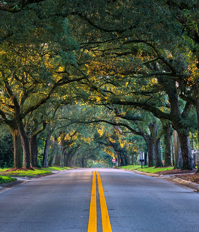 No admission fee required for this natural attraction! Just bring your sense of wonder and prepare to drive slowly.