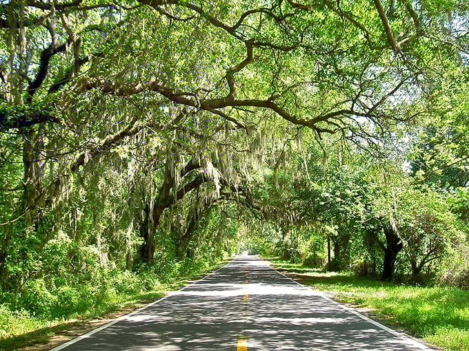 Pisgah Church Road's dirt surface harkens back to simpler times, when horse-drawn carriages sought shade beneath these same ancient branches.