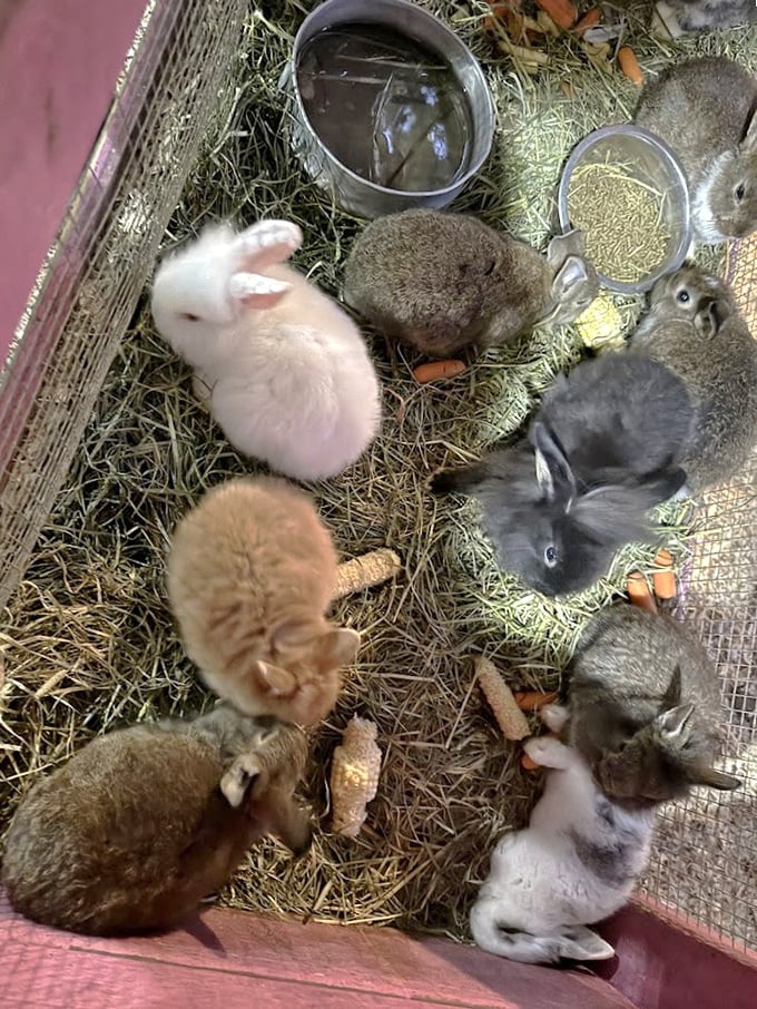 The rabbit nursery showcases nature's diversity with bunnies in various colors, all experts in the art of adorable lounging.
