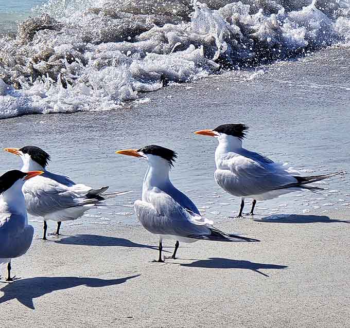 Royal Terns gather at the shoreline, nature's welcoming committee with their distinctive black caps and bright orange beaks.