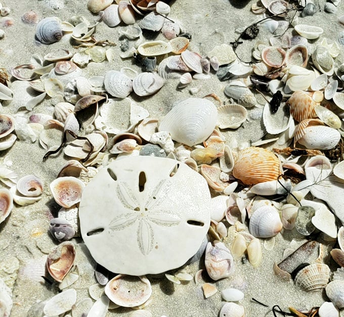 The shell collector's jackpot: a perfect sand dollar surrounded by nature's confetti of shells in every shape and hue.