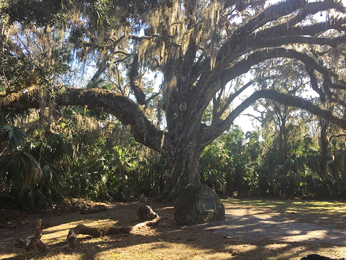 Cool shadows offer respite from Florida's heat, creating a microclimate that's been welcoming visitors for generations.