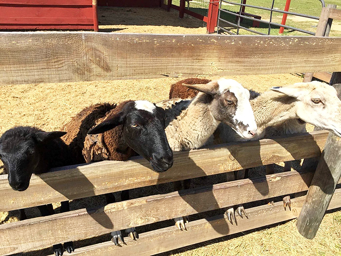 The sheep welcoming committee lines up at feeding time, their collective wool enough to knit sweaters for everyone in Ocala.