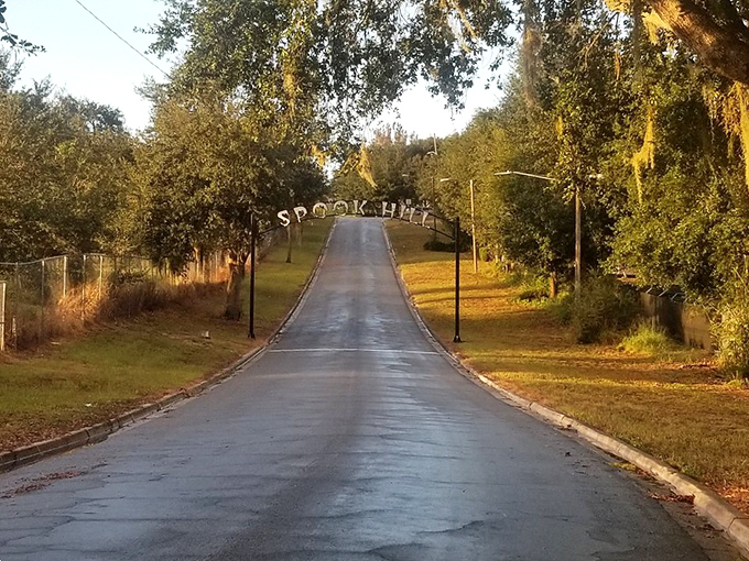 Sunlight filters through Spanish moss as you approach Spook Hill &ndash; Mother Nature setting the perfect stage for something magical.