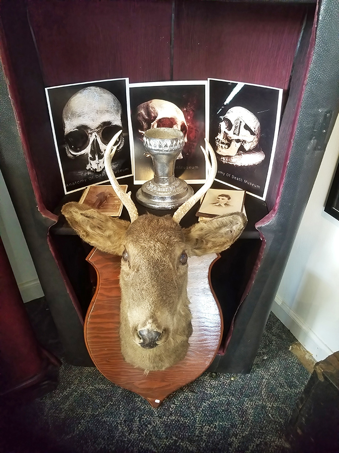 Taxidermy meets museum curation in this unexpected display, where a mounted deer head serves as both decoration and educational specimen.