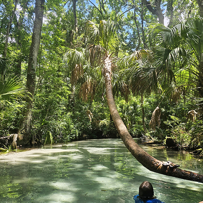Paradise found: crystal clear waters invite exploration while palm trees create nature's perfect tropical frame.
