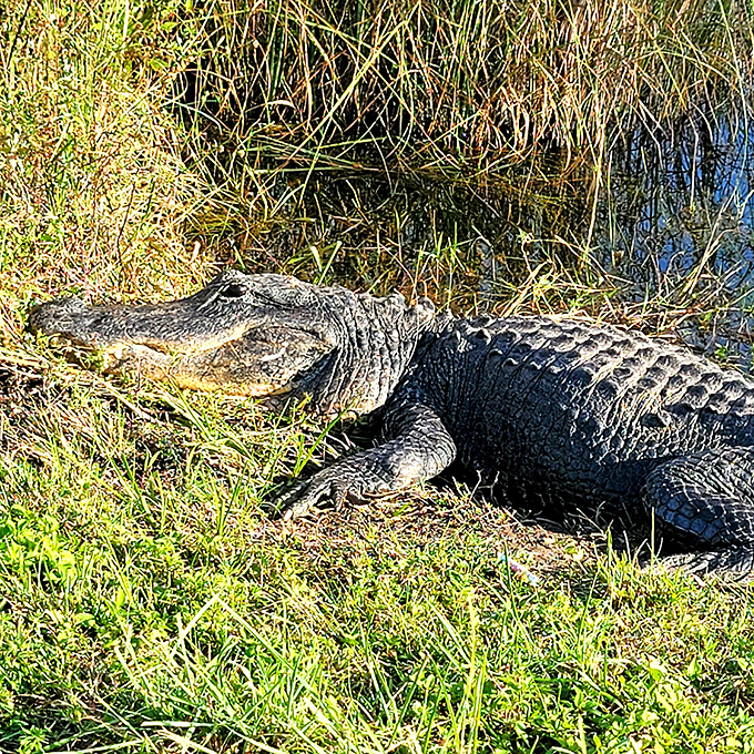 The ultimate Everglades photo op &ndash; an alligator sunning itself, demonstrating the perfect combination of prehistoric menace and lazy afternoon nap.