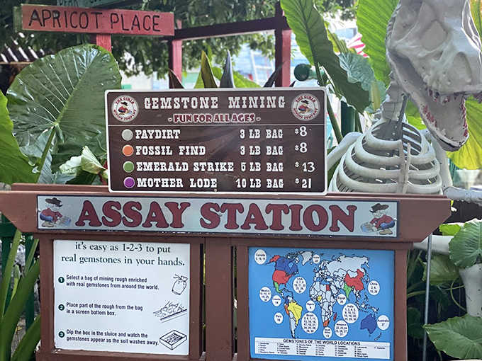 The Assay Station offers budding geologists different mining packages, transforming ordinary dirt into treasure-hunting adventures that educate while entertaining.
