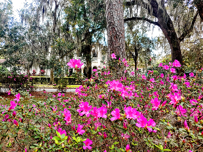 Vibrant azaleas burst with color against Spanish moss and oak trees &ndash; nature's own art installation.