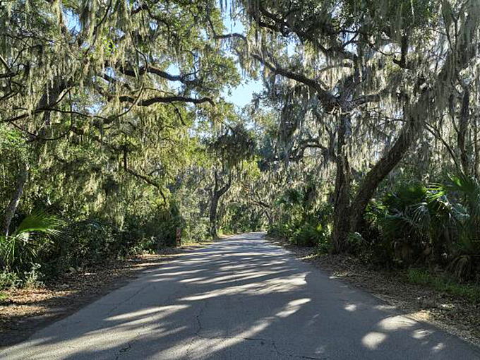Beneath these towering sentinels, even the most ordinary journey transforms into an extraordinary woodland adventure.