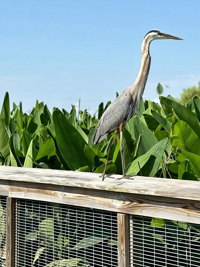 Watchful garden resident: This elegant heron surveys its lush kingdom from a perfect observation post.