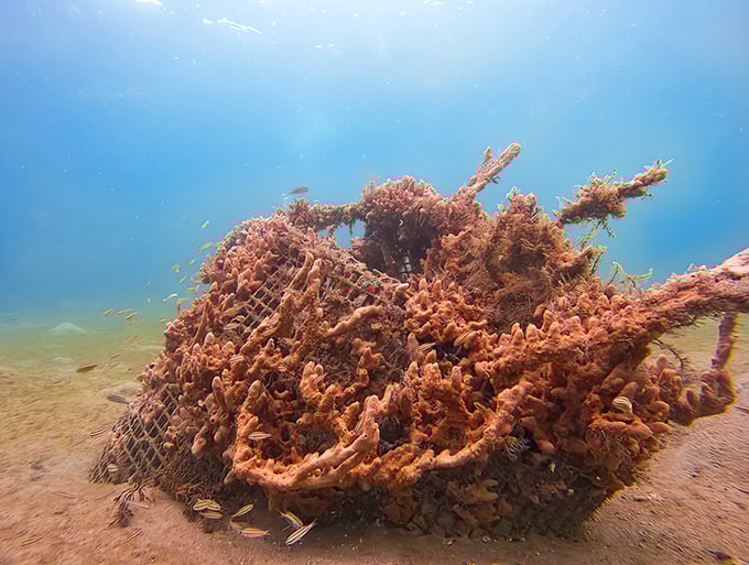 A thriving coral community hosts yellow-striped residents, showcasing the vibrant ecosystem just waiting to be explored.
