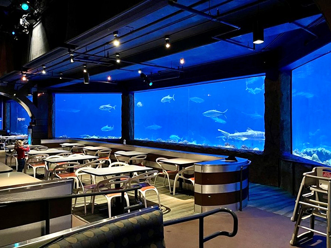 Empty tables stand ready for the next round of diners, each offering front-row seats to nature's most elegant predators in their watery domain.