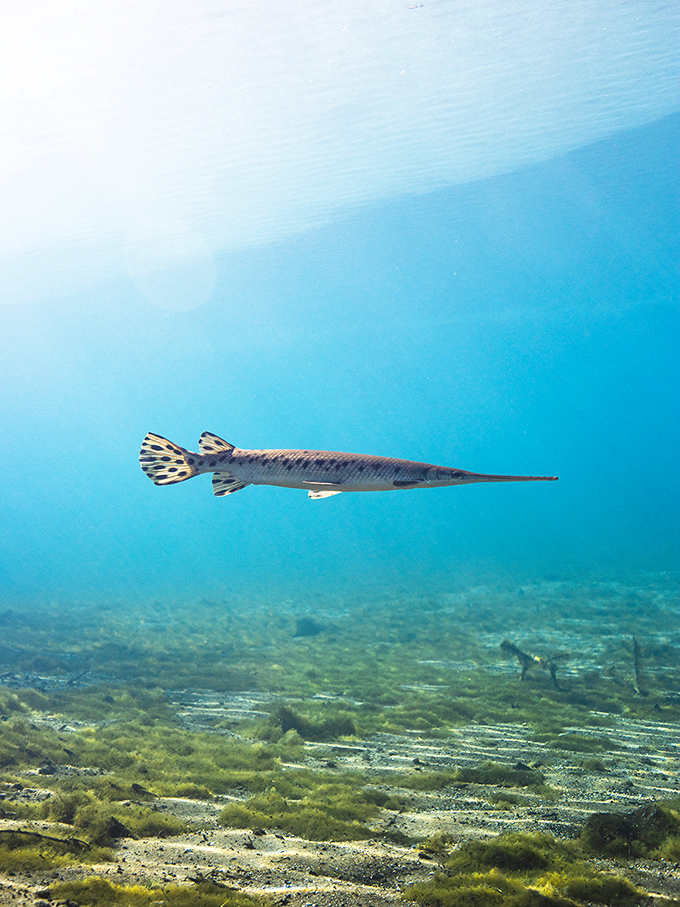 A longnose gar glides effortlessly through the pristine waters, part of the diverse ecosystem that thrives in Morrison Springs' protected environment.