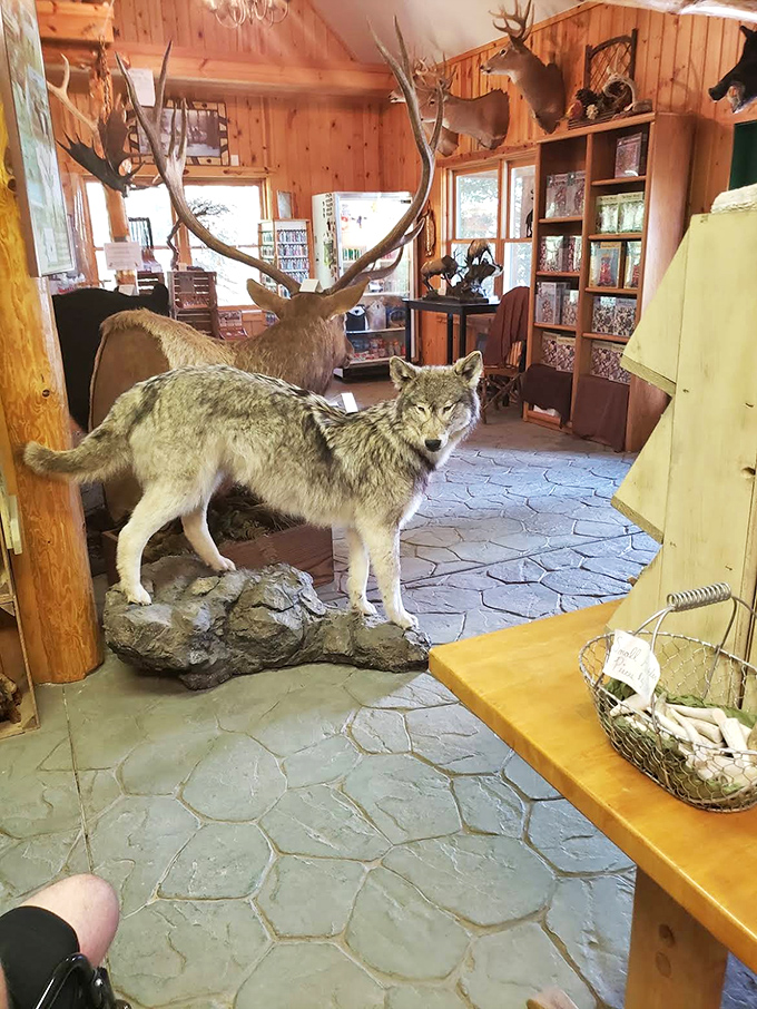 Inside the rustic gift shop, taxidermy and antler displays create an atmosphere that's part museum, part wilderness adventure, all fascinating.