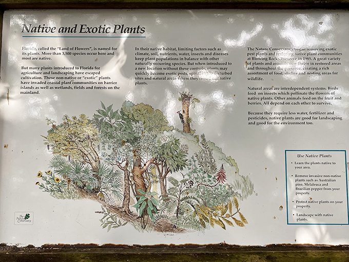 This informational sign explains how Florida's native plants adapt to coastal conditions with remarkable resilience.