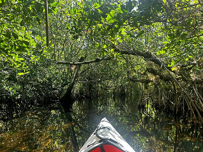 Threading the needle between ancient mangroves feels like navigating the secret passageways of Hogwarts, except the moving staircases are replaced by occasionally shifting branches.