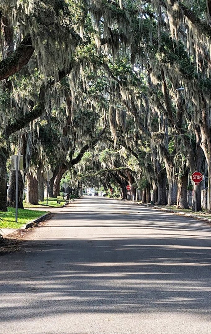 The long, oak-lined corridor serves as a living gateway to historic St. Augustine, where natural and cultural heritage blend seamlessly.