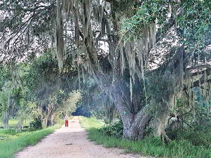 Spanish moss elegance: Delicate tendrils of moss drape from this ancient oak, nature's own decorative touch to an already magnificent tree.