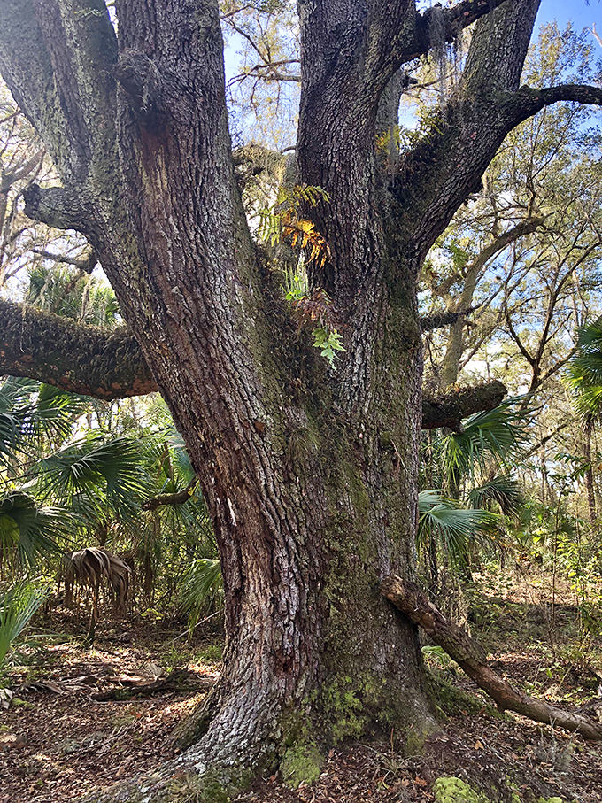This magnificent oak has stood watch over the homestead for centuries, its sprawling branches a living monument to time.