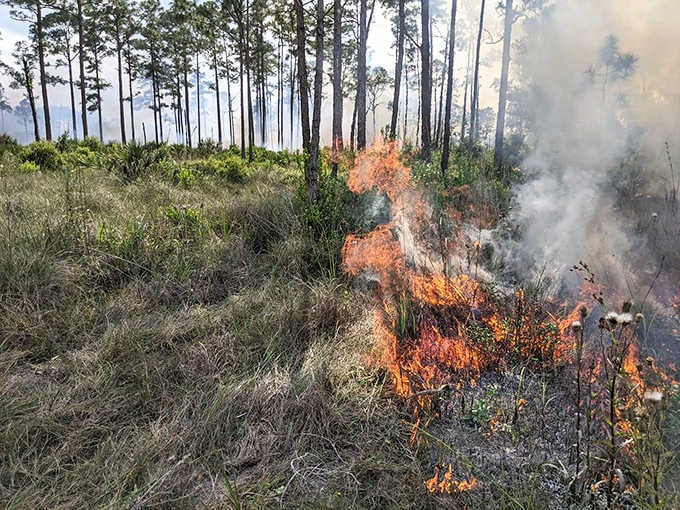 Controlled burns rejuvenate the landscape in a carefully orchestrated dance with fire, mimicking natural cycles essential for ecosystem health.