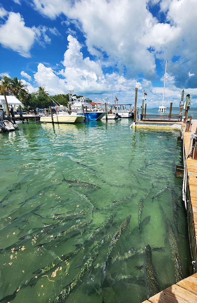 The anticipation builds as tarpons circle below, their silver bodies flashing in the sunlight as they prepare for their next acrobatic feeding.
